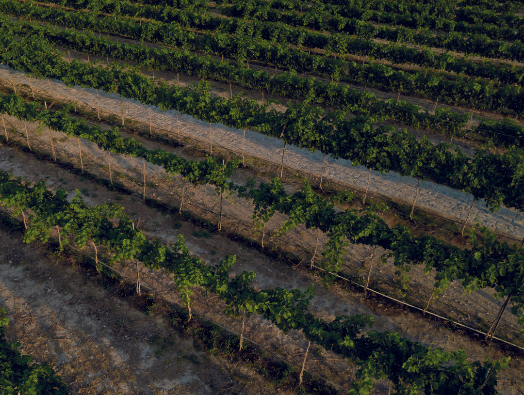 BODEGA – VINICOLA PARVADA