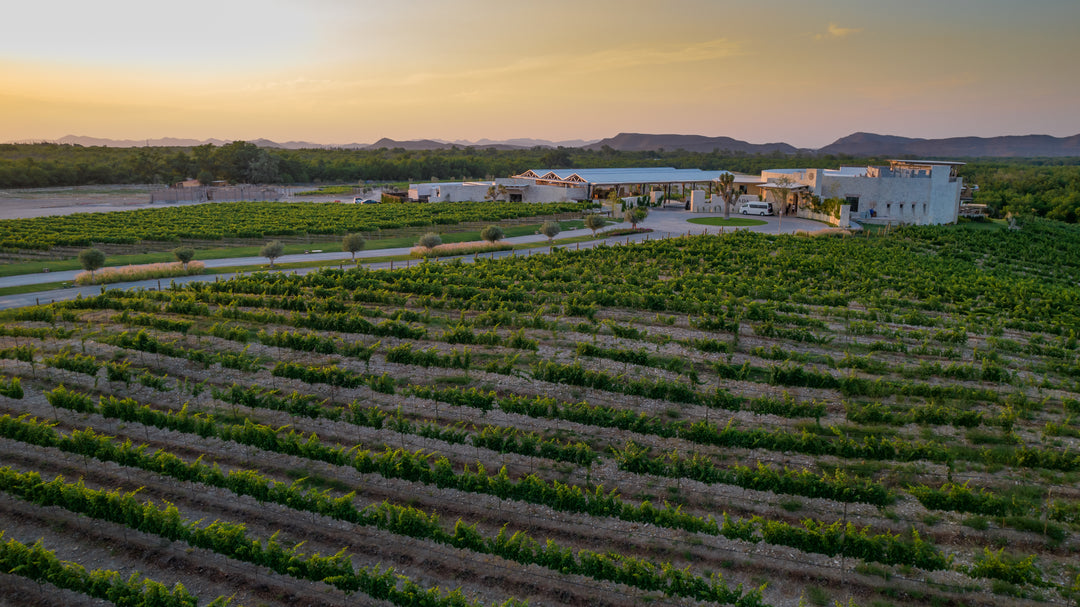 BODEGA – VINICOLA PARVADA